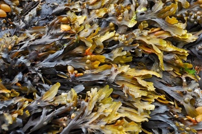 Маска из водорослей для лица: морская ламинария, сушеные, бурые водоросли